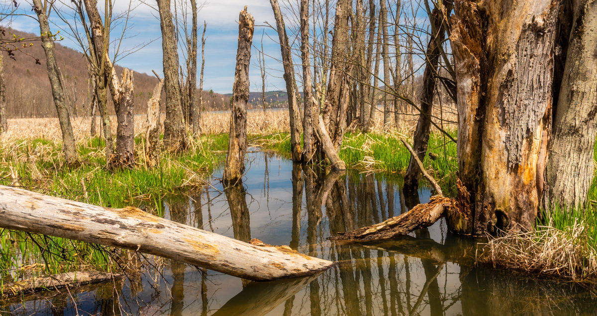 Hiking along the Genesee: Canadice Lake – West Lake Trail – 4.0 miles ...